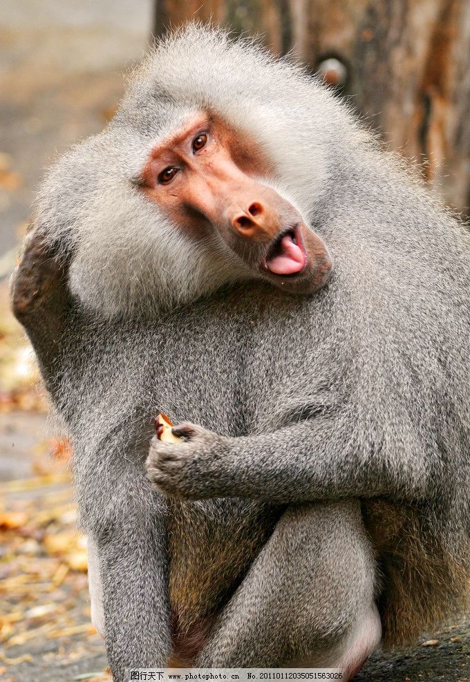 Q版狒狒-千图网